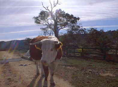 Eucumbene Dam..Snowy Mountains Australia